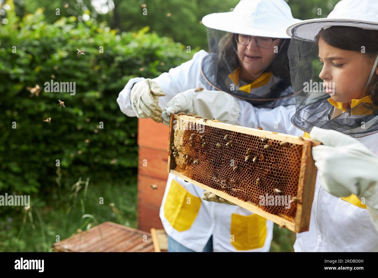Senior female beekeeper and girl holding honeycomb frame at apiary ...