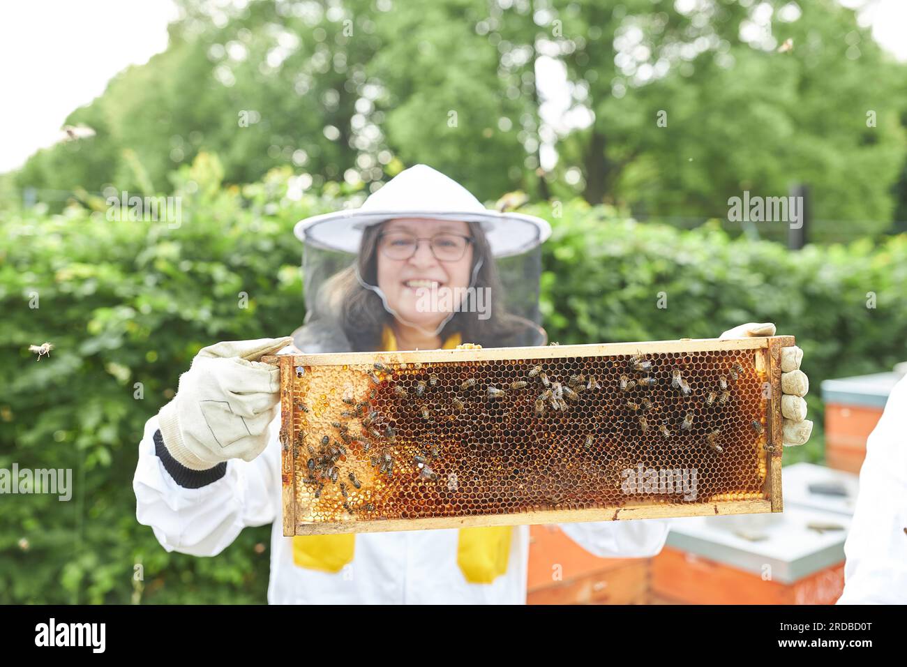 Happy senior female apiculturist examining beehive with honey bees at ...