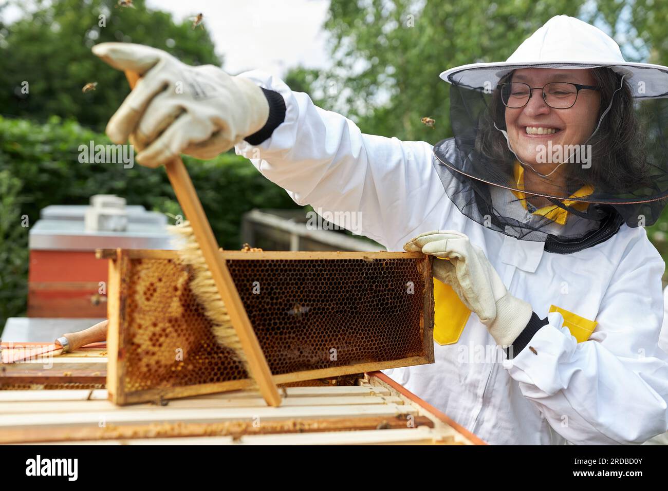 Smiling woman as beekeeper using broom to brush off bees from bee hive ...
