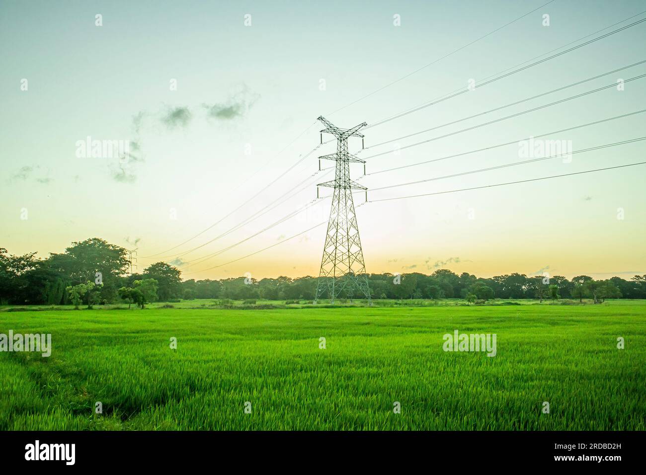 High voltage power line and paddy rice field at sunset Stock Photo - Alamy