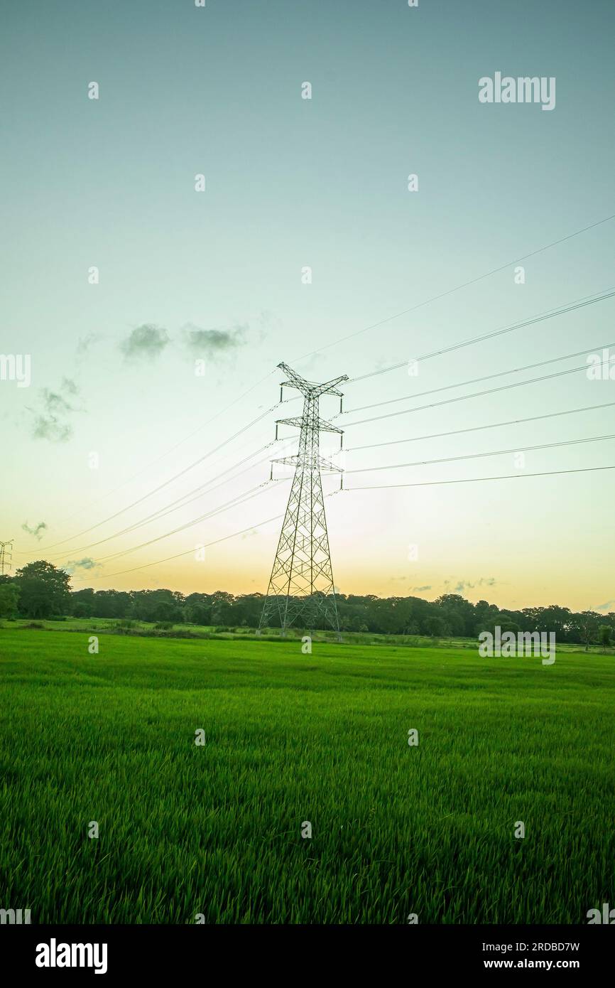 High voltage power line and paddy rice field at sunset Stock Photo - Alamy