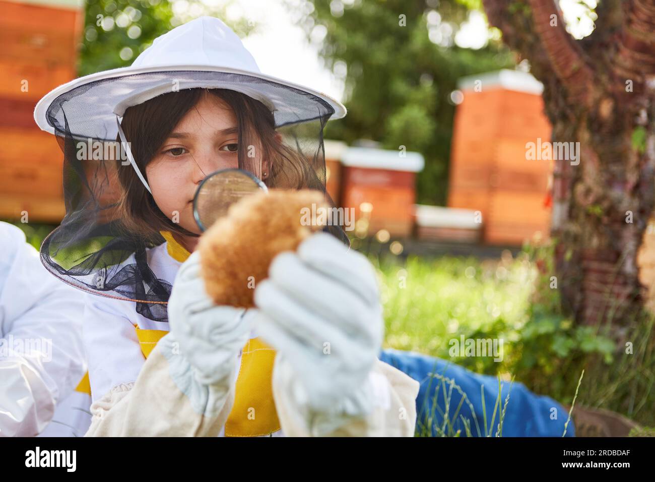 Girl with magnifying glass examining honeycomb at apiary garden in ...