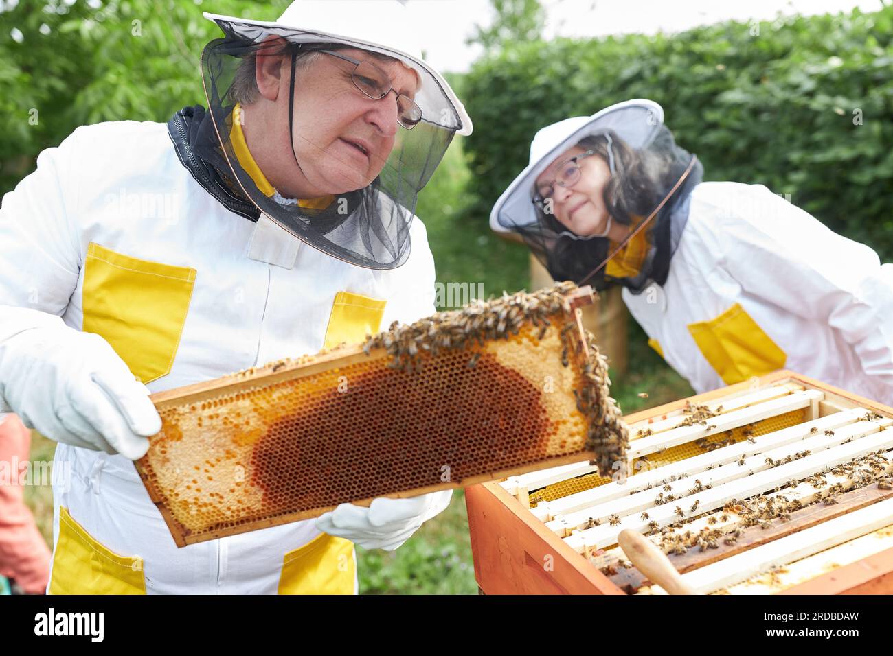 Senior female apiarist by male beekeeper holding honeycomb frame at ...
