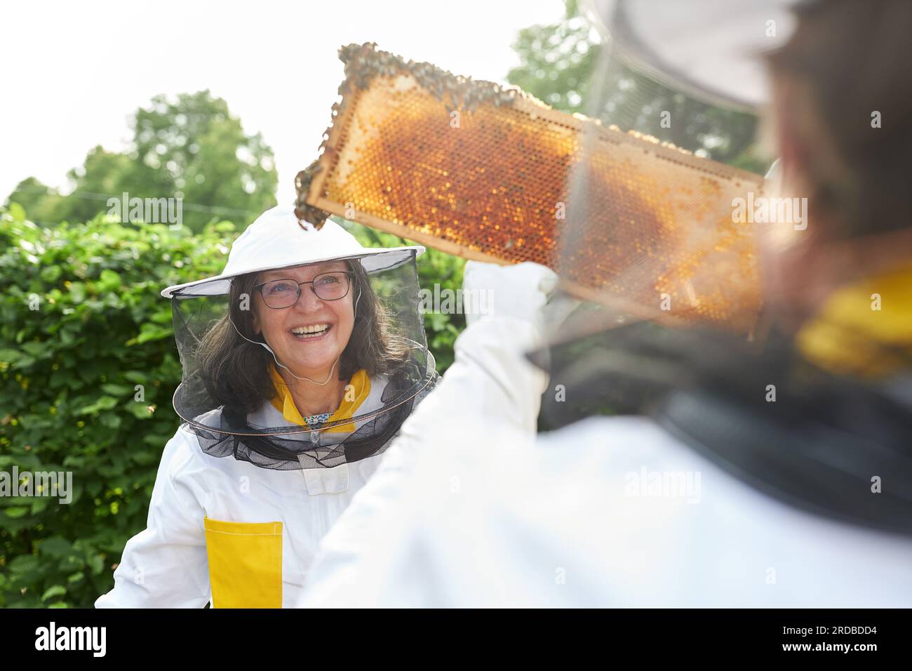 Happy senior beekeeping woman analyzing honeycomb frame with man at ...