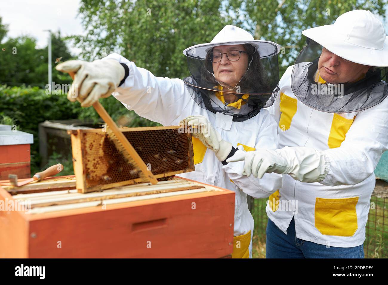 Senior beekeeping couple brushing beeswax frame on beehive box in ...