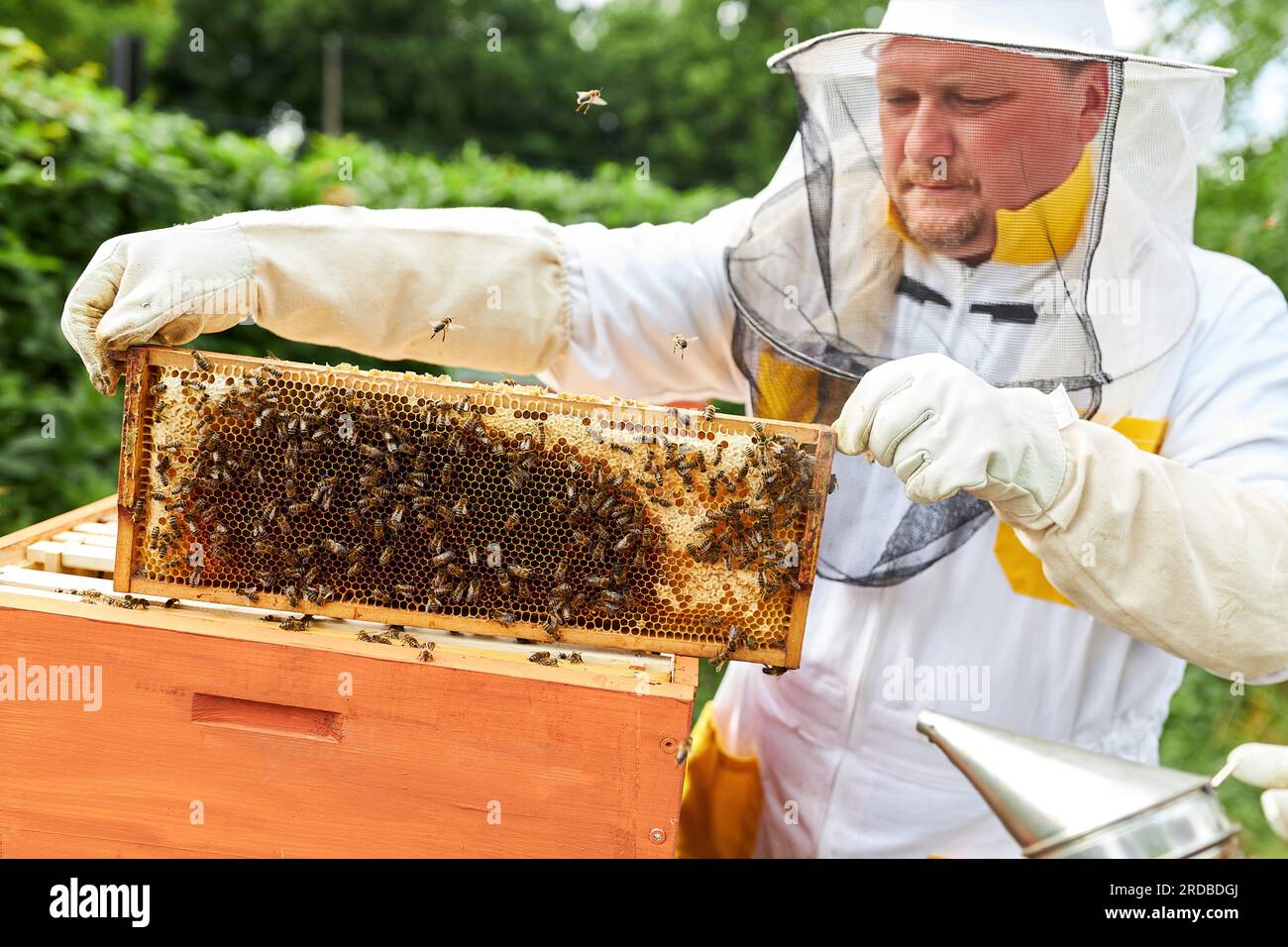 Senior male apiarist holding honeycomb frame on beehive in apiary ...