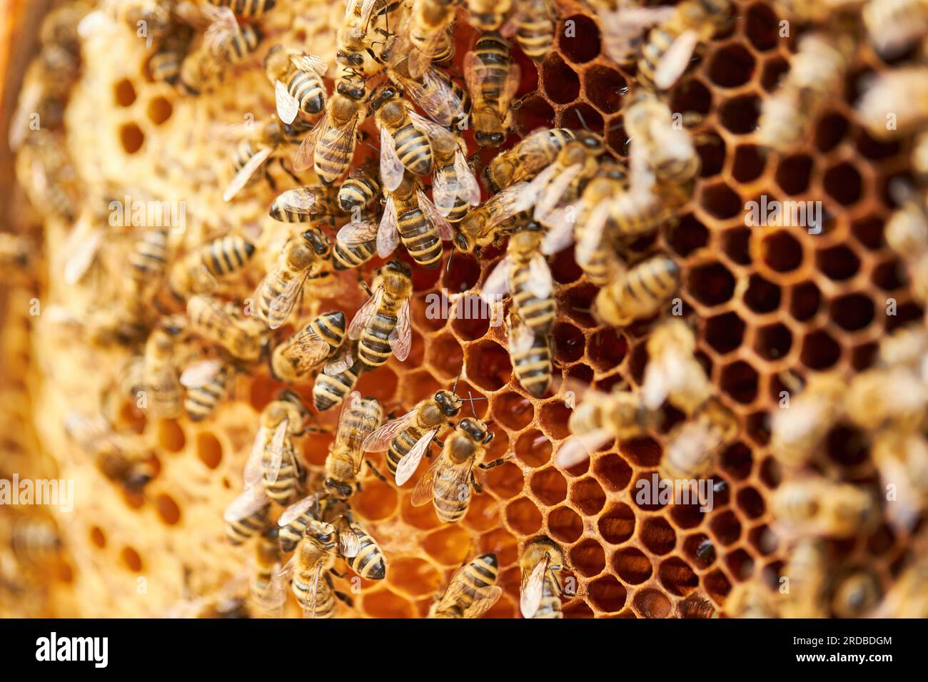 Beehive shape hi-res stock photography and images - Alamy
