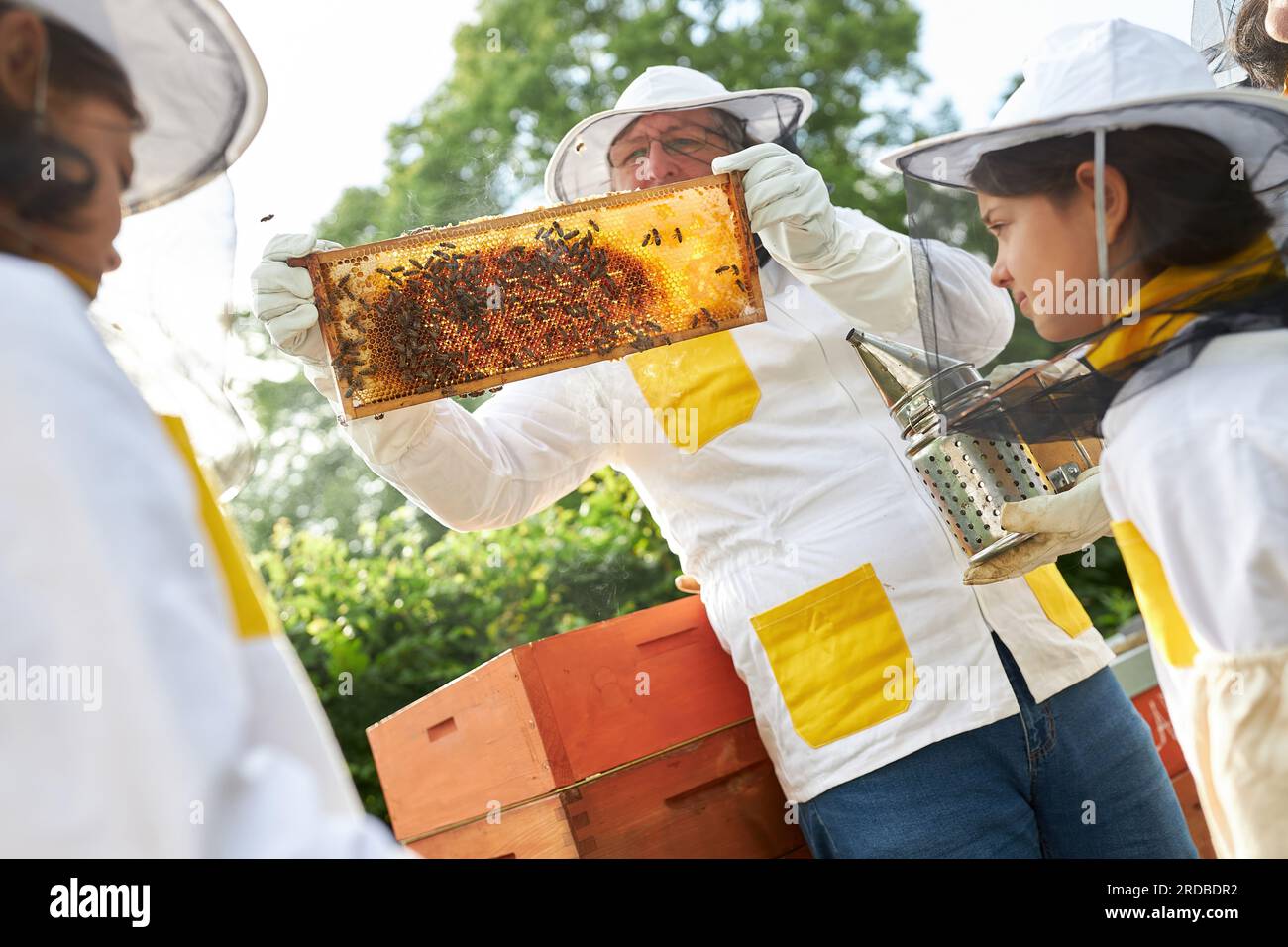 Senior male beekeeper teaching about honeycomb frame to girls at apiary ...