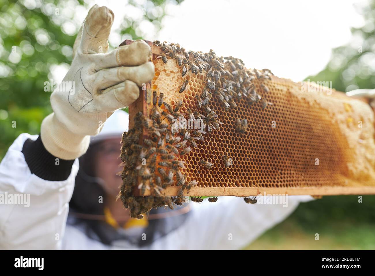 Senior female apiculturist examining beehive with honey bees at apiary ...