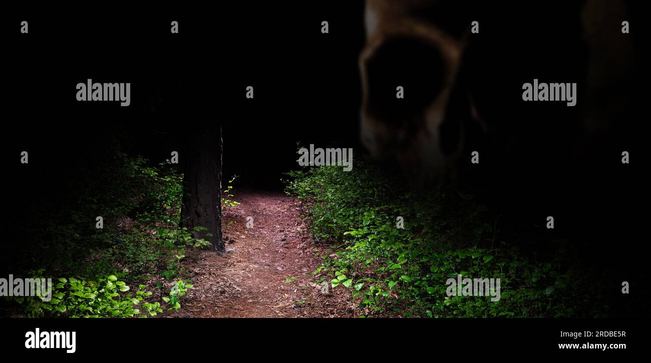 Trail in a forest at night with a ghostly skull in the dark Stock Photo ...
