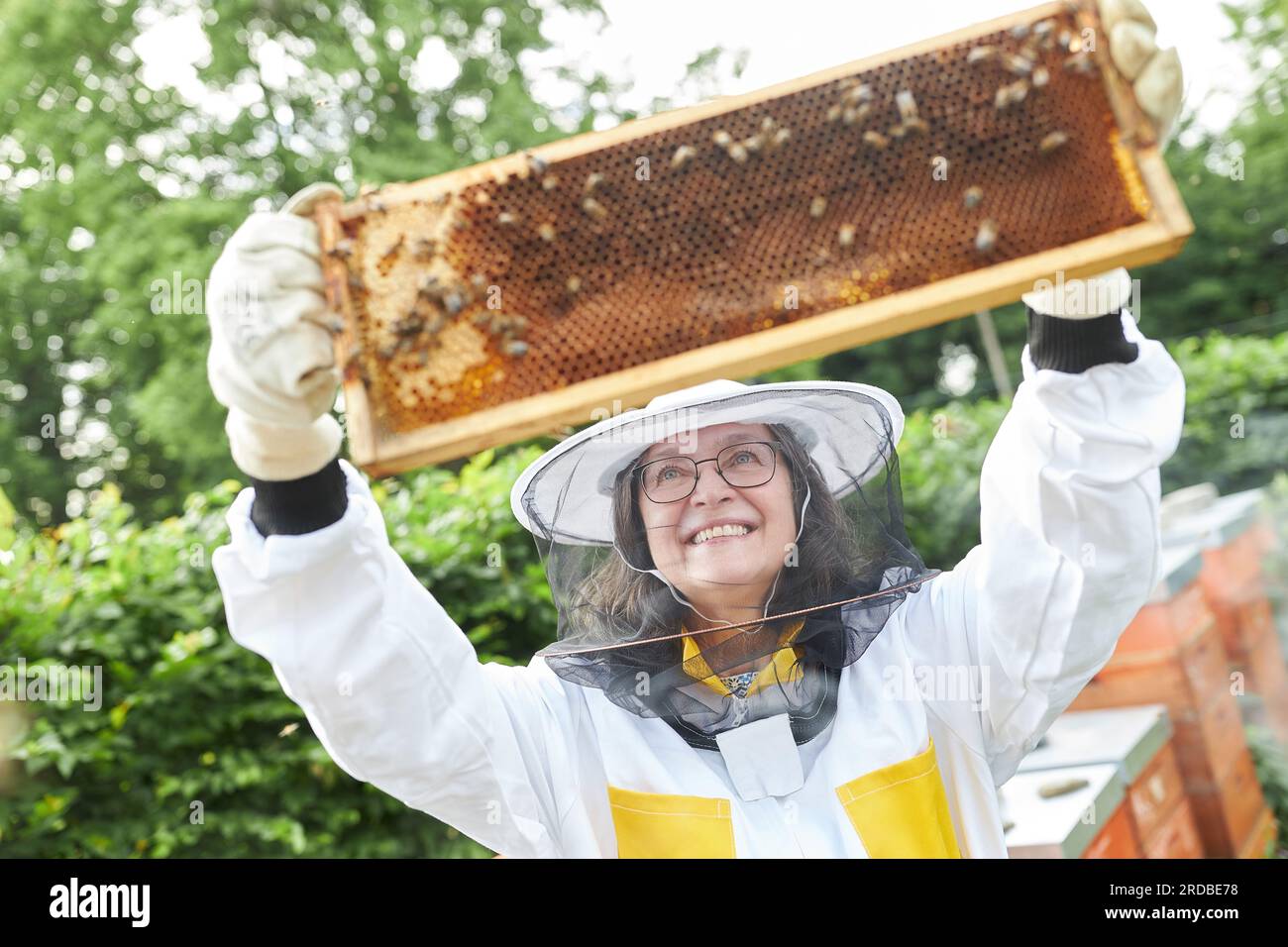 Happy senior female beekeeper analyzing beehive with honey bees at ...