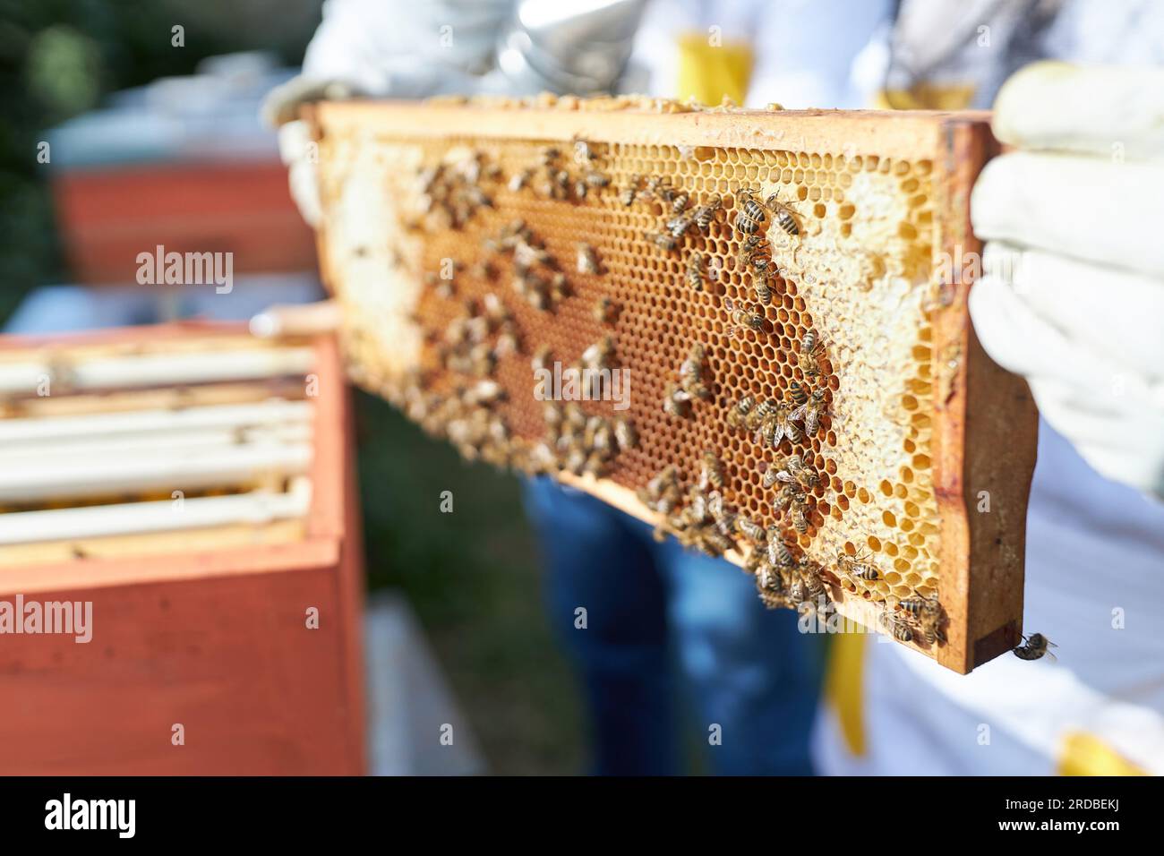 Cropped image of senior male apiculturist holding honeycomb from ...