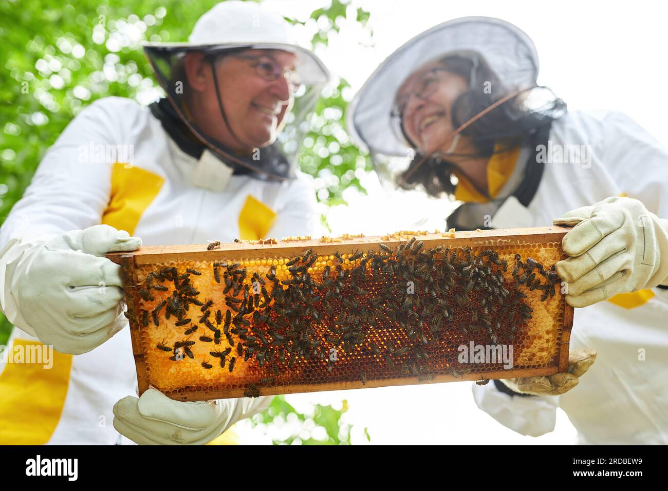 Smiling senior female and male beekeepers analyzing honeycomb frame at ...