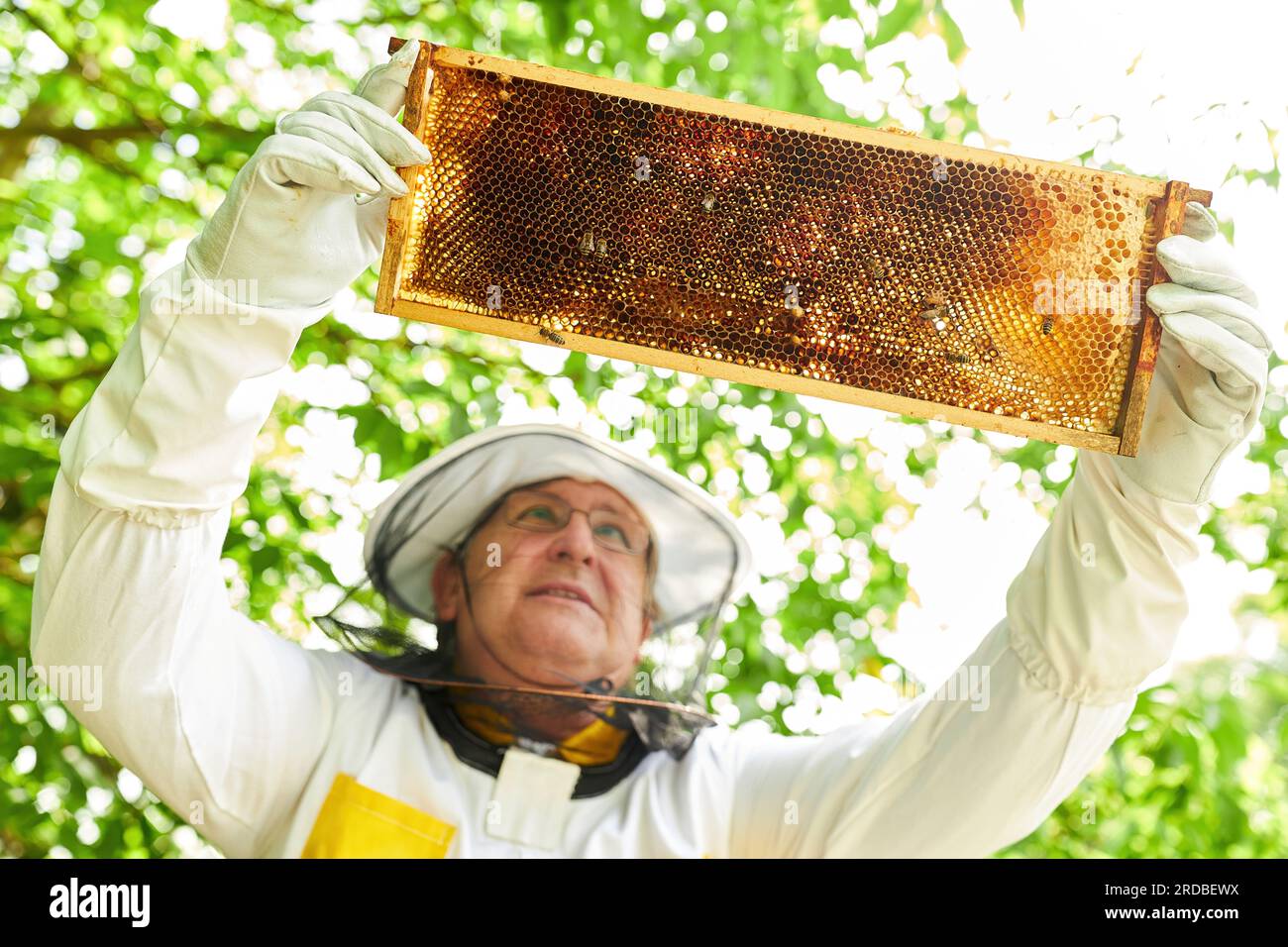 Low angle view of senior male apiculturist examining beehive at apiary ...