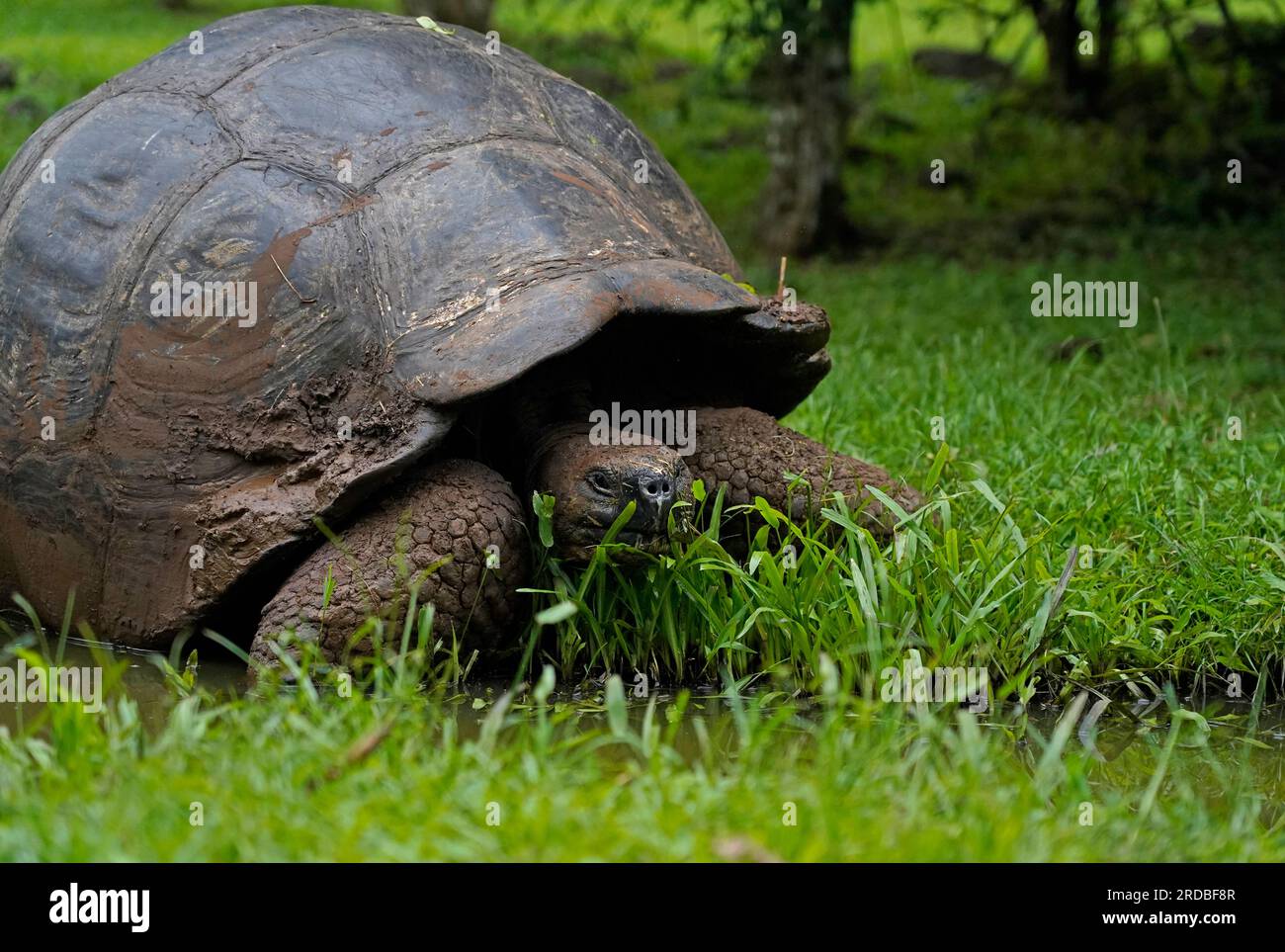 Close up of Galapagos giant tortoise, Santa Cruz Island Stock Photo - Alamy