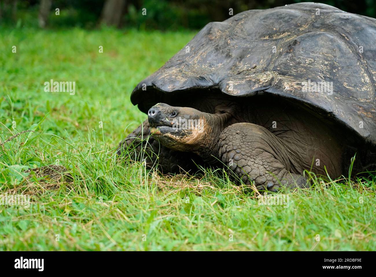Close up of Galapagos Giant Tortoise, Santa Cruz Island Stock Photo - Alamy