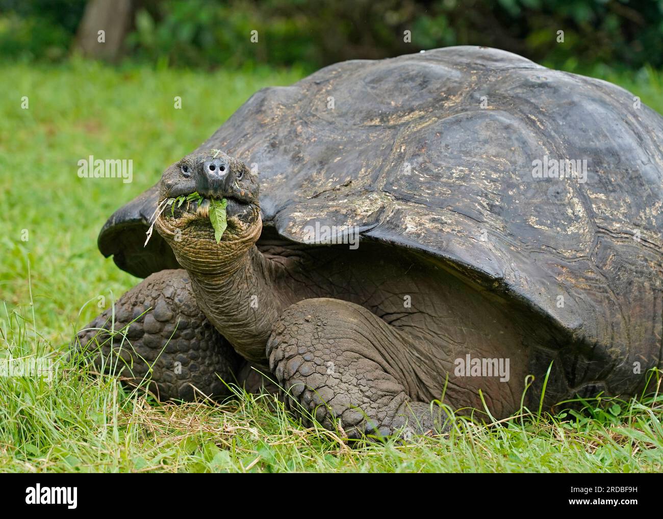 Close up of Galapagos Giant Tortoise eating grass, Santa Cruz Island ...