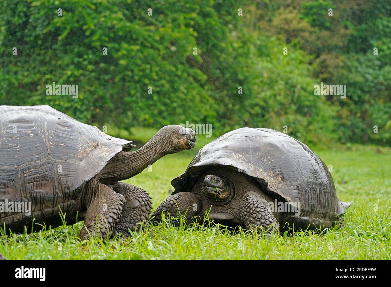 Two Galapagos Giant Tortoises on the green grass, Santa Cruz Island ...