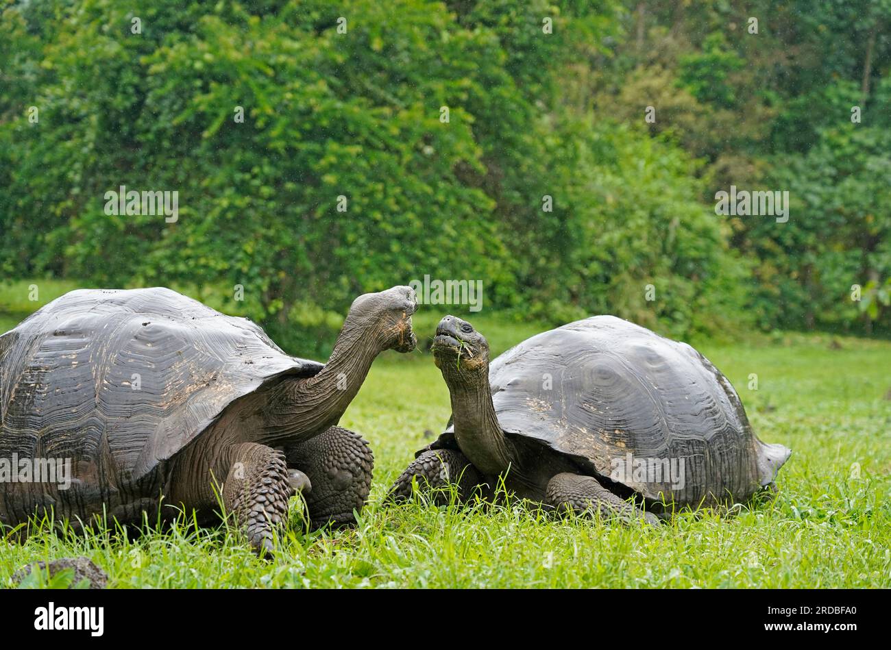 Two giant tortoise fight by raising their heads, Galapagos, Ecuador ...