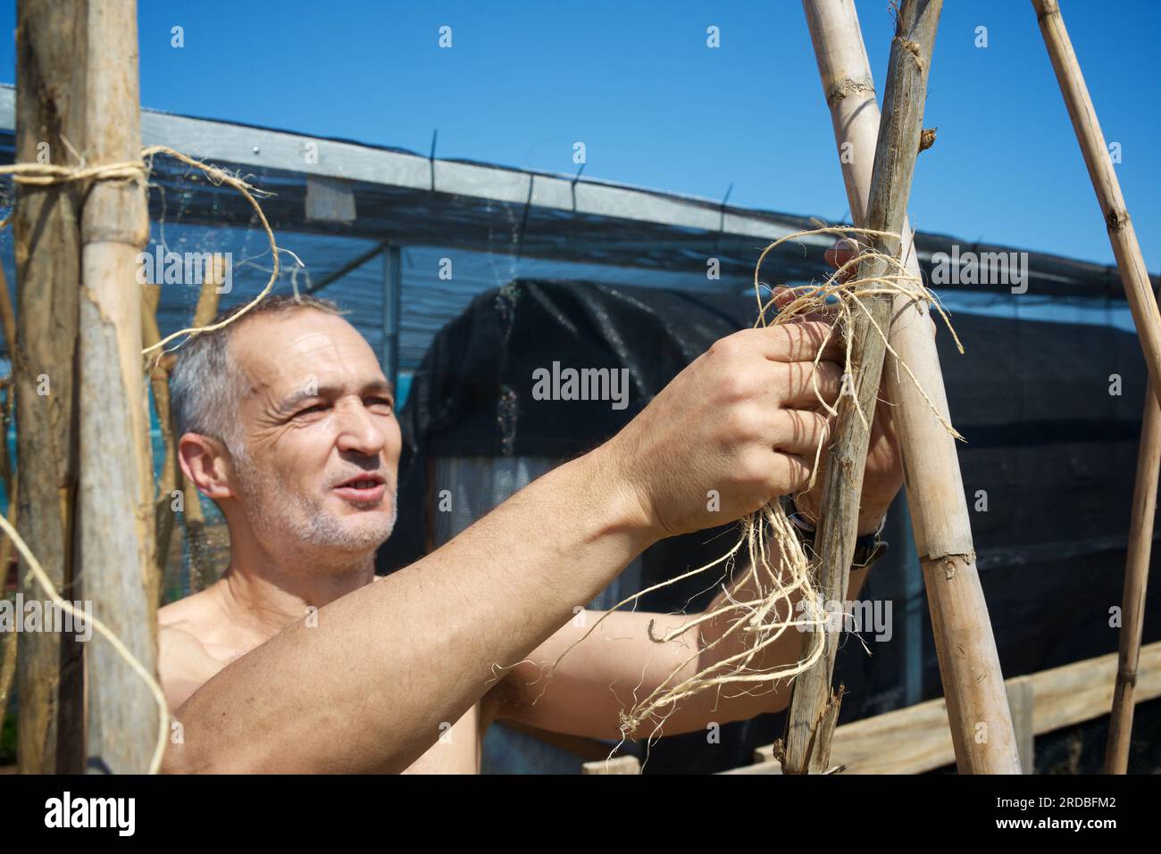 Farmer tying canes for tomato cultivation in Spain Stock Photo - Alamy