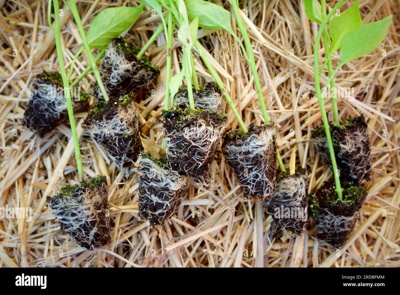 Plant seedlings on straw ready for planting Stock Photo - Alamy