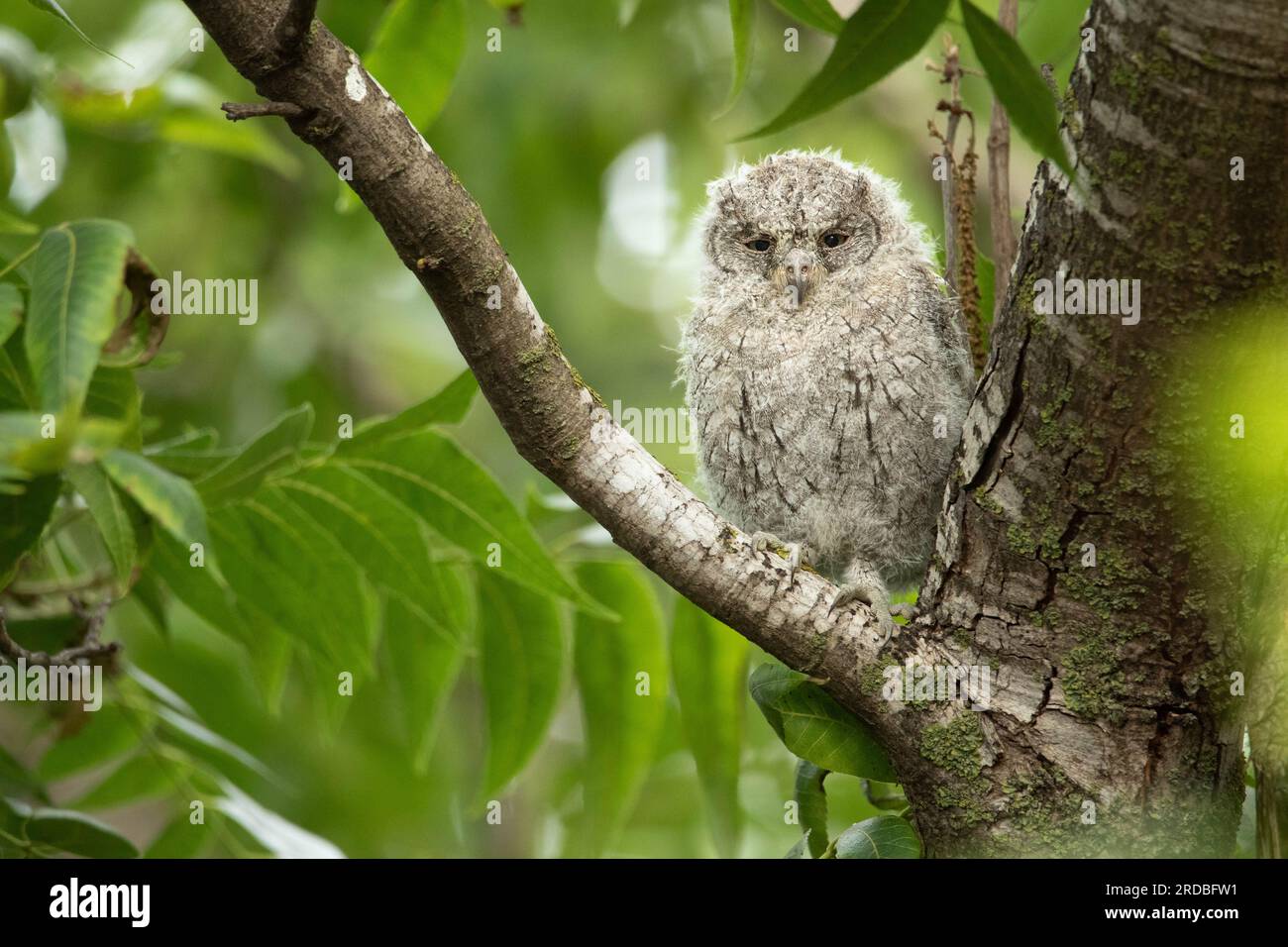 Nicht gezahmt hi-res stock photography and images - Alamy