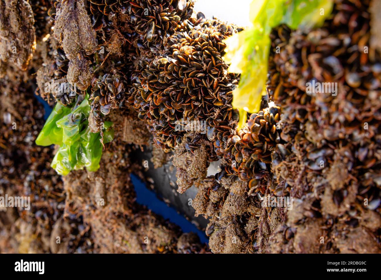 Seed mussel recovery plant hi-res stock photography and images - Alamy