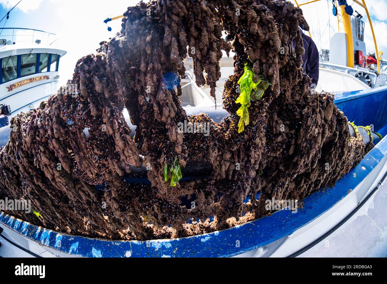 Seed mussel recovery plant hi-res stock photography and images - Alamy
