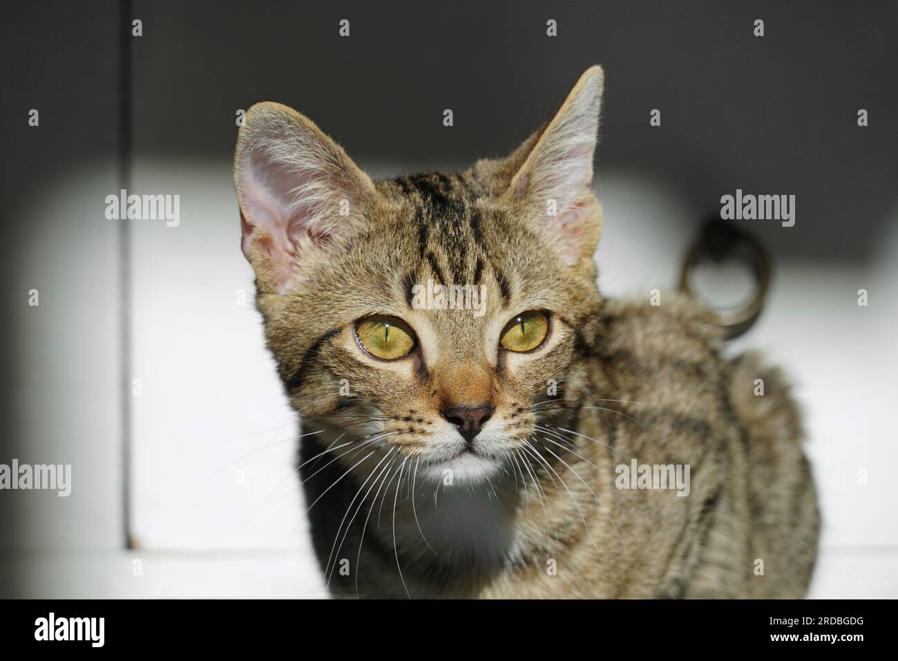 A portrait of cute tiger kitten in the sunlight observes its ...