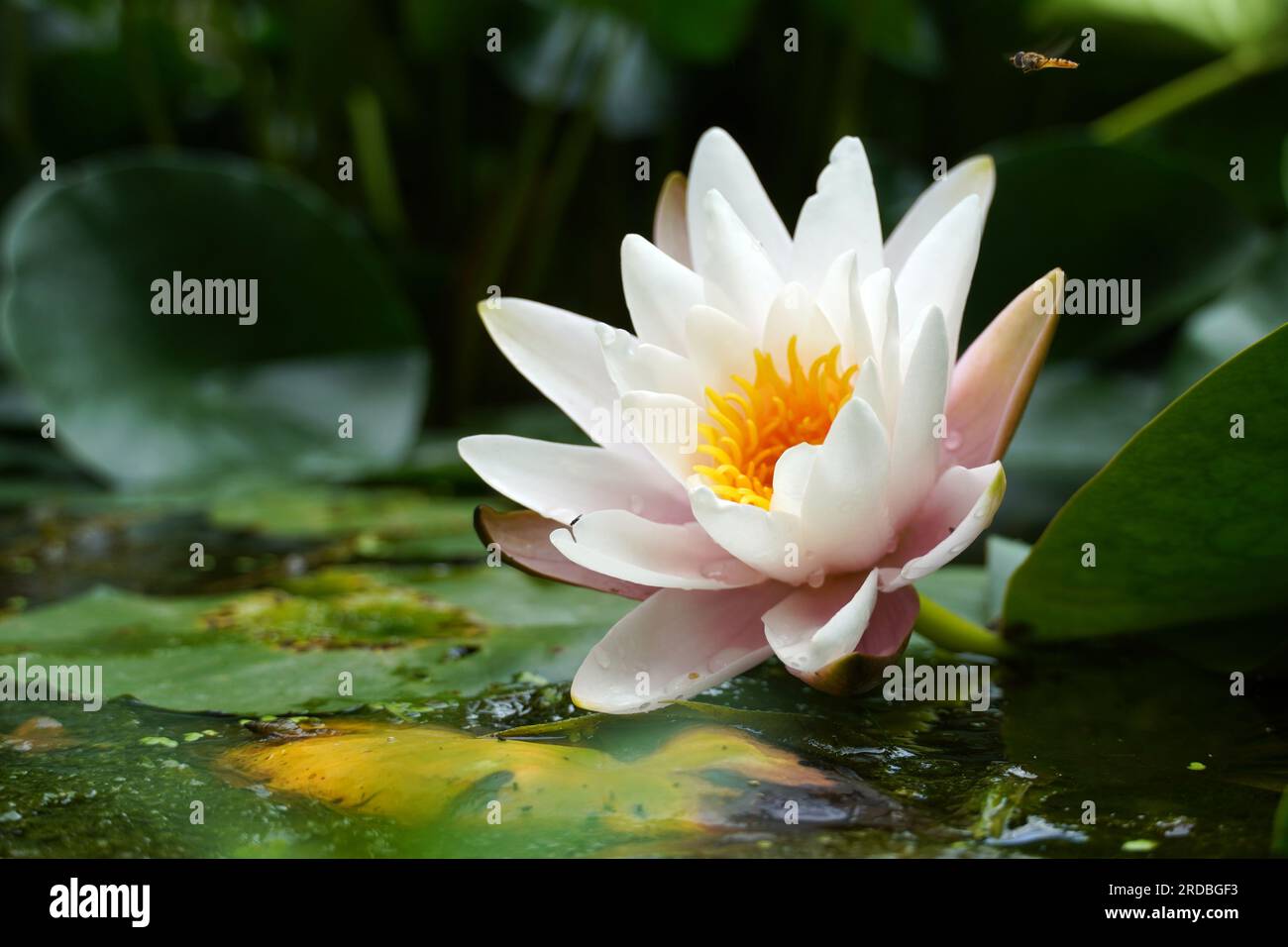 An insect flies to a water lily in bloom Stock Photo - Alamy
