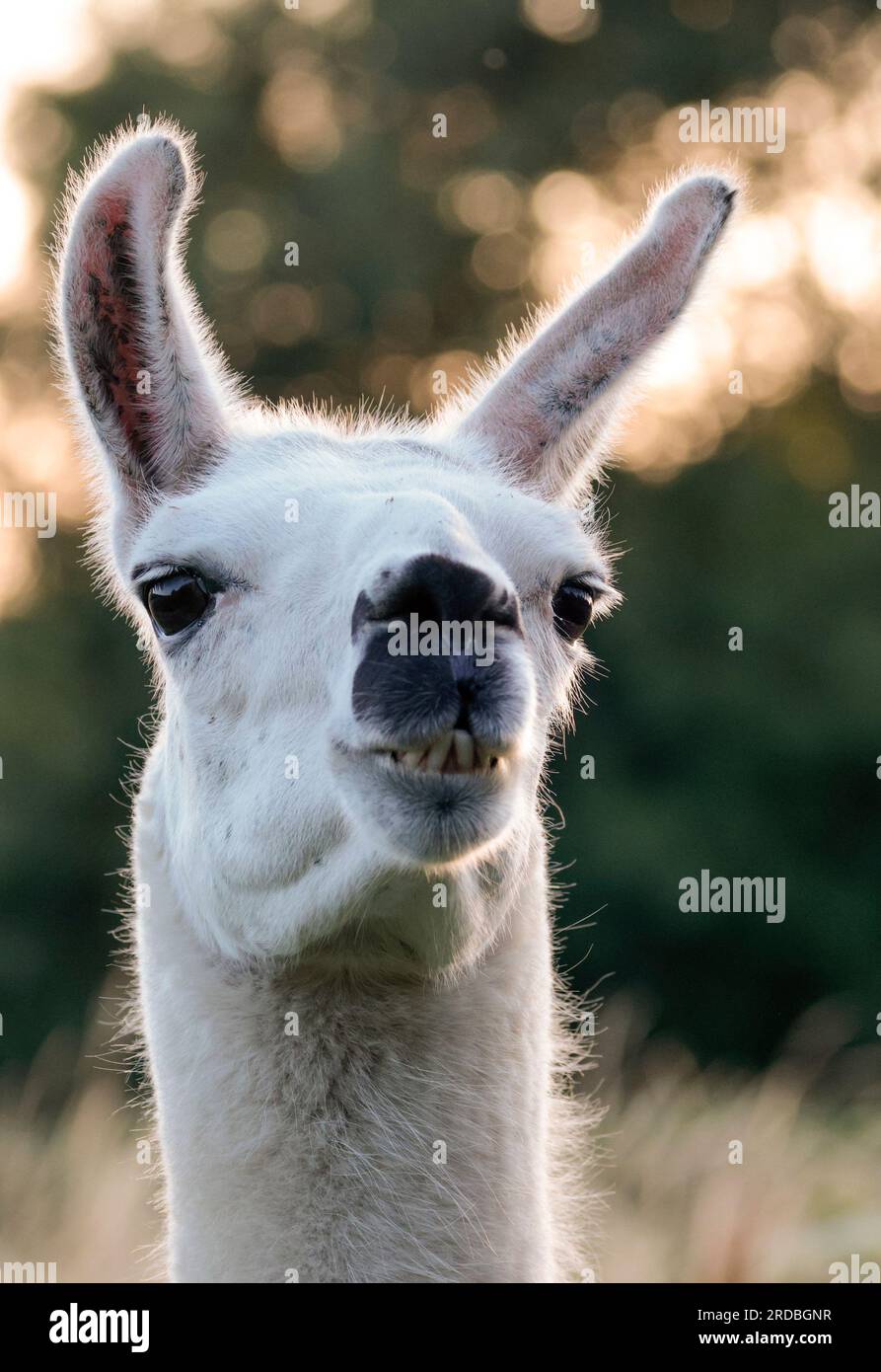 Llama on farm evening summer sun long necked mammel thick wooly fur ...