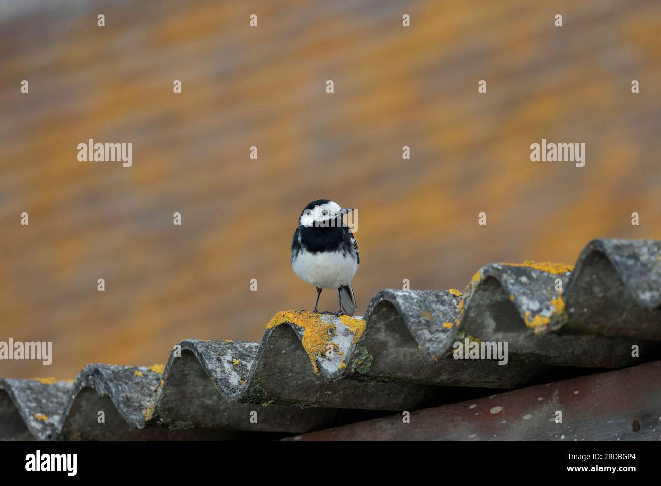 Pied wagtail Motacilla alba ssp yarellii, black and white bird with a ...