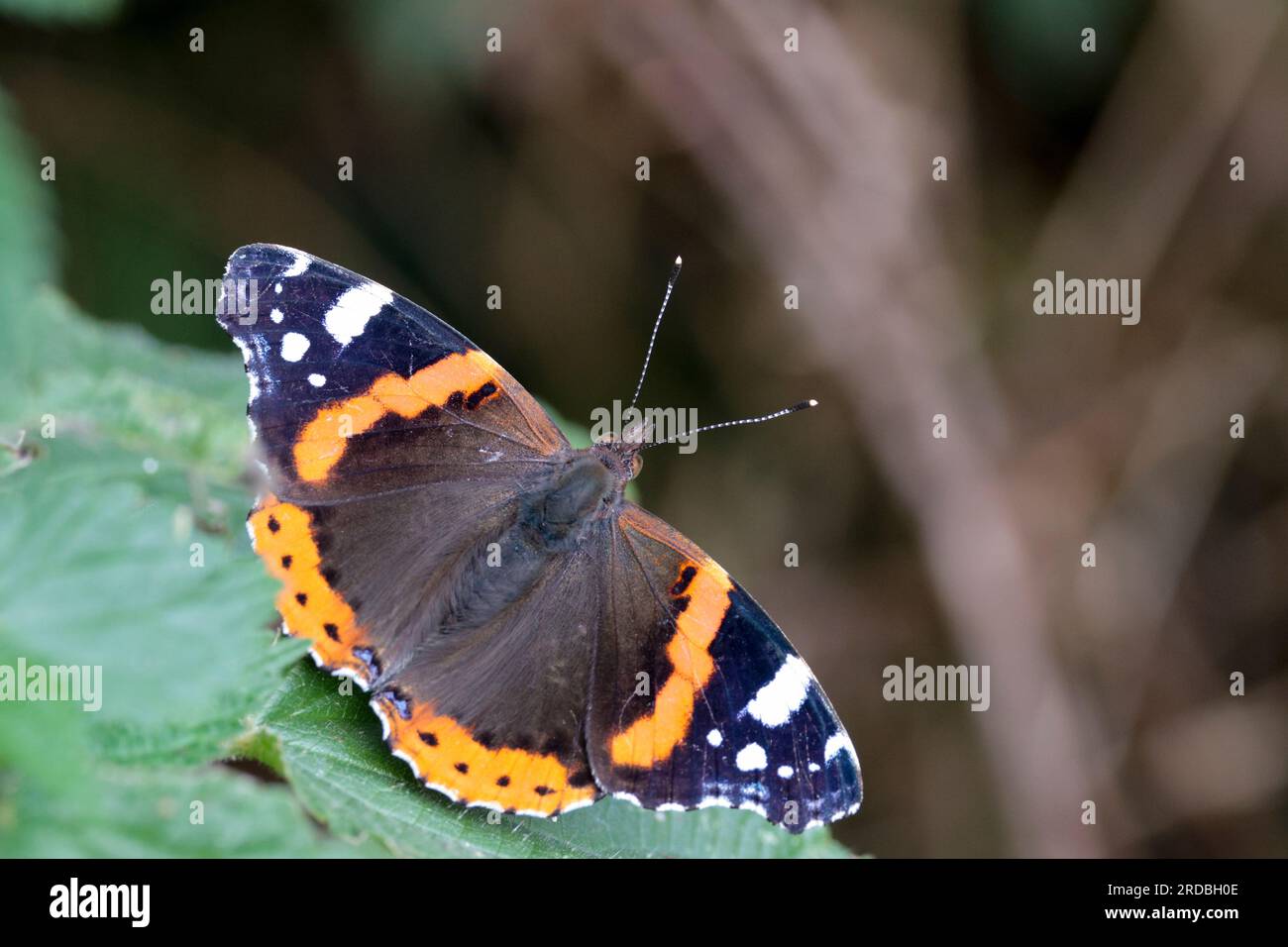 Red admiral butterfly Vannesa atalanta, upperwings black with red bands ...
