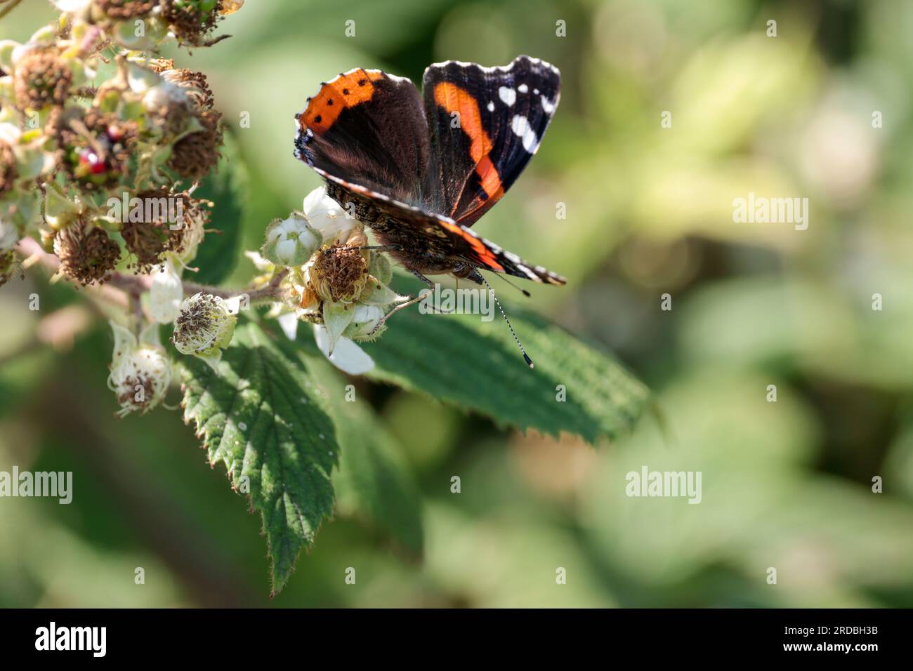 Red admiral on brambles hi-res stock photography and images - Alamy
