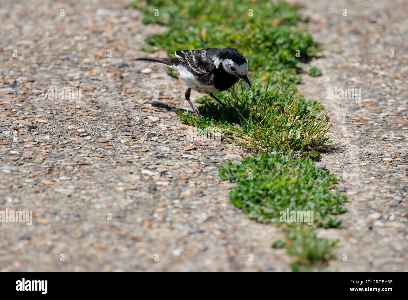Pied wagtail on grassy patches on gravel path hi-res stock photography ...