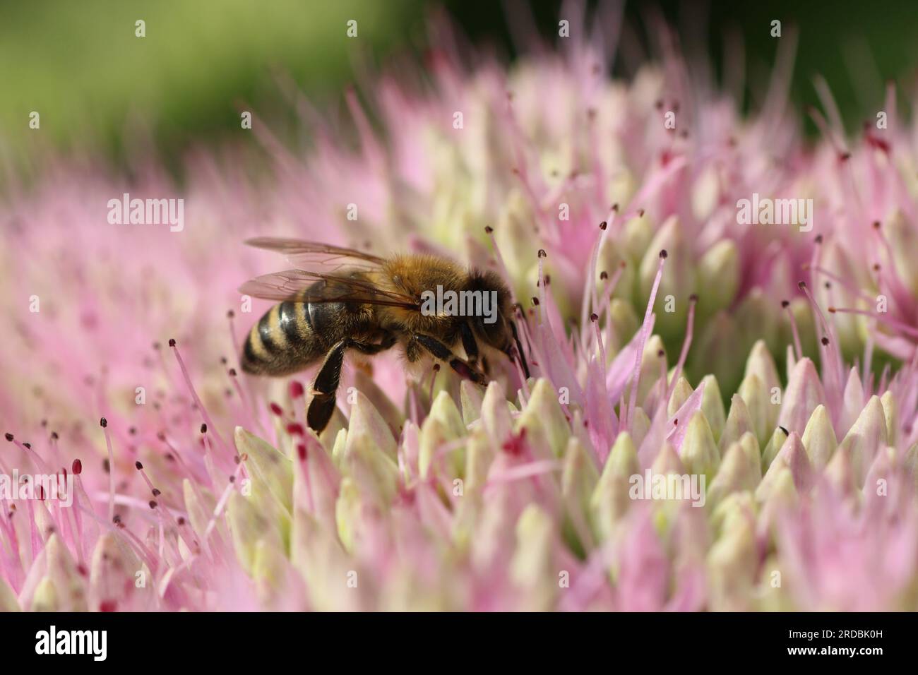 Honey Bee on Sedum Stock Photo - Alamy
