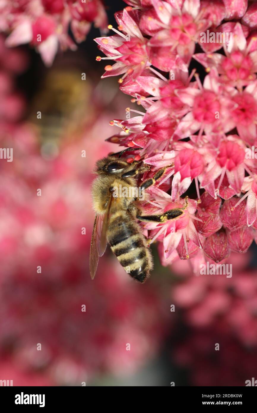 Honey Bee On Sedum Stock Photo - Alamy