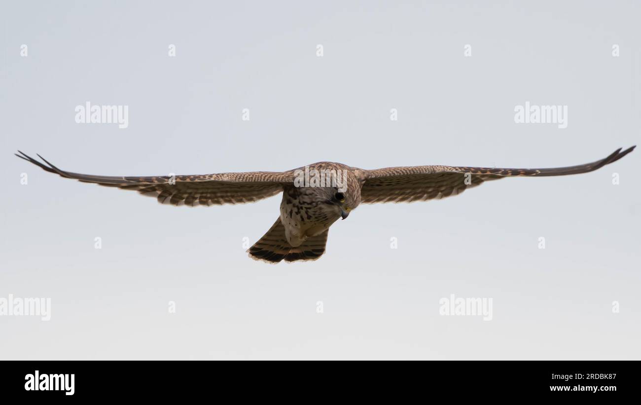Hovering Kestrel - Mid-Flight Stock Photo - Alamy