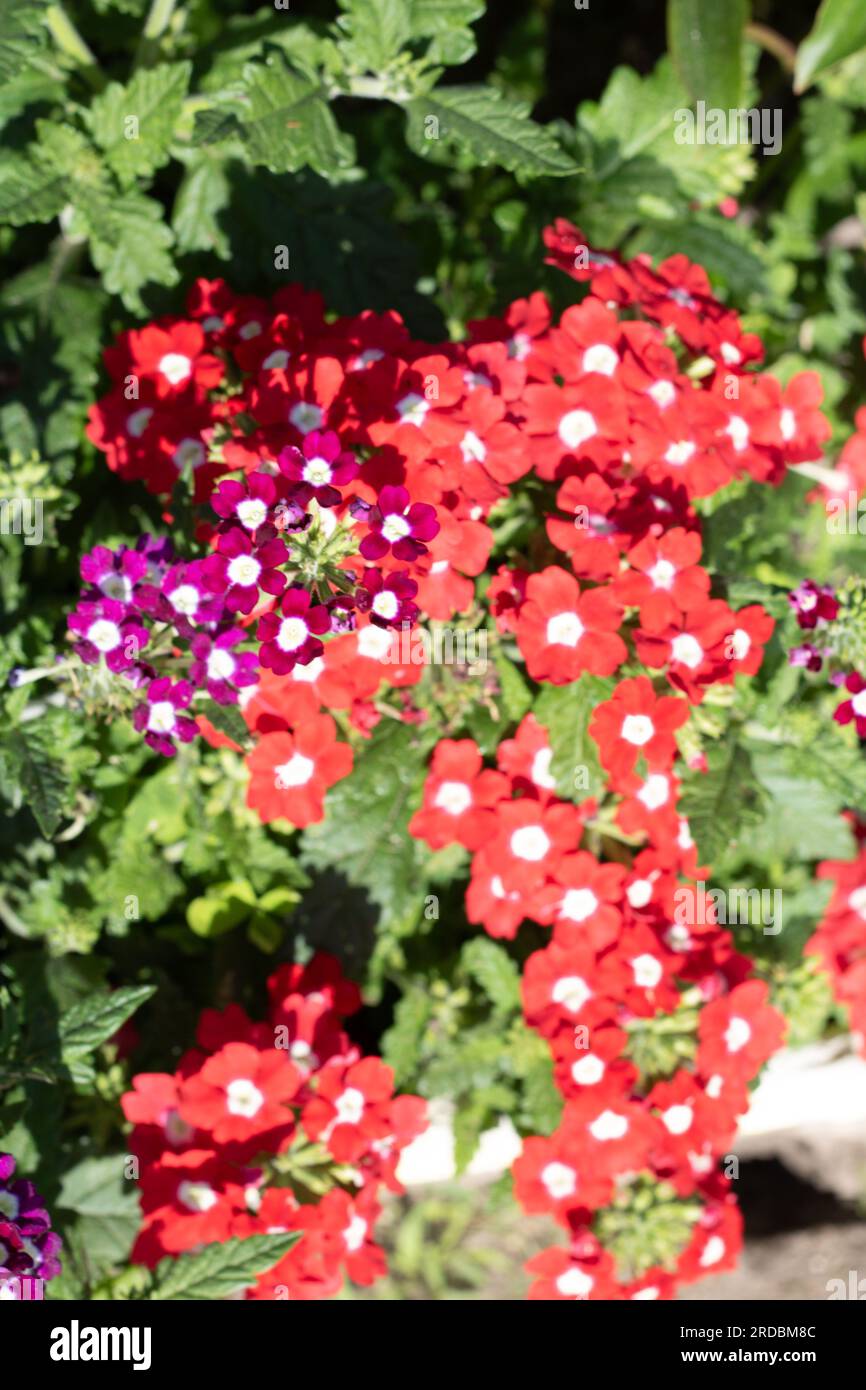 photo of flowering verbena plant with colorful petals and green leaves ...