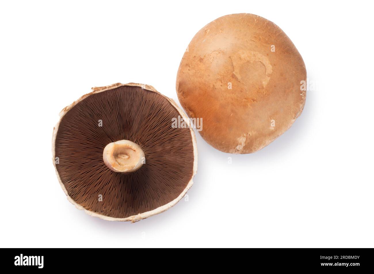 Studio shot of large portobello mushroom cut out against a white ...