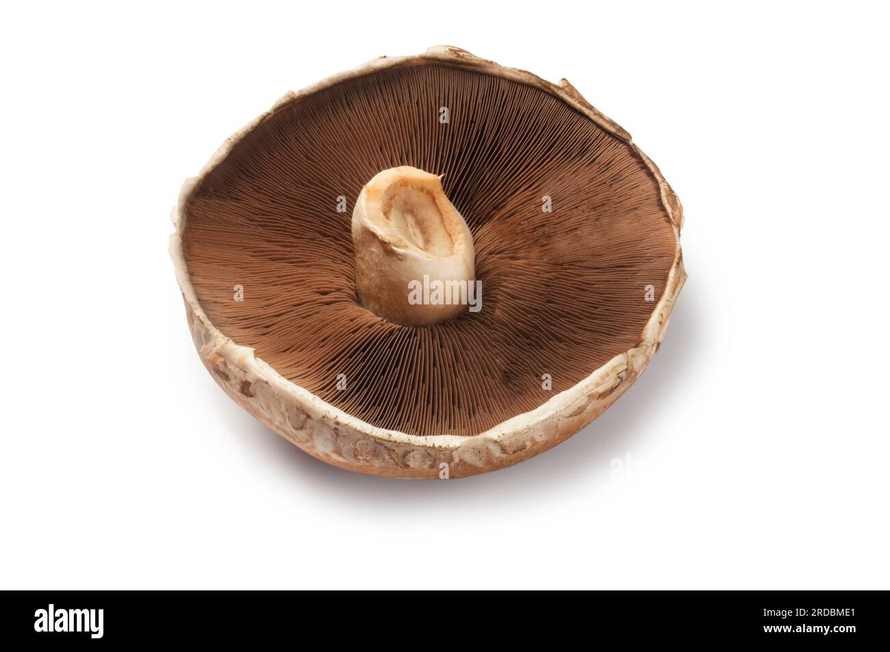Studio shot of large portobello mushroom cut out against a white ...