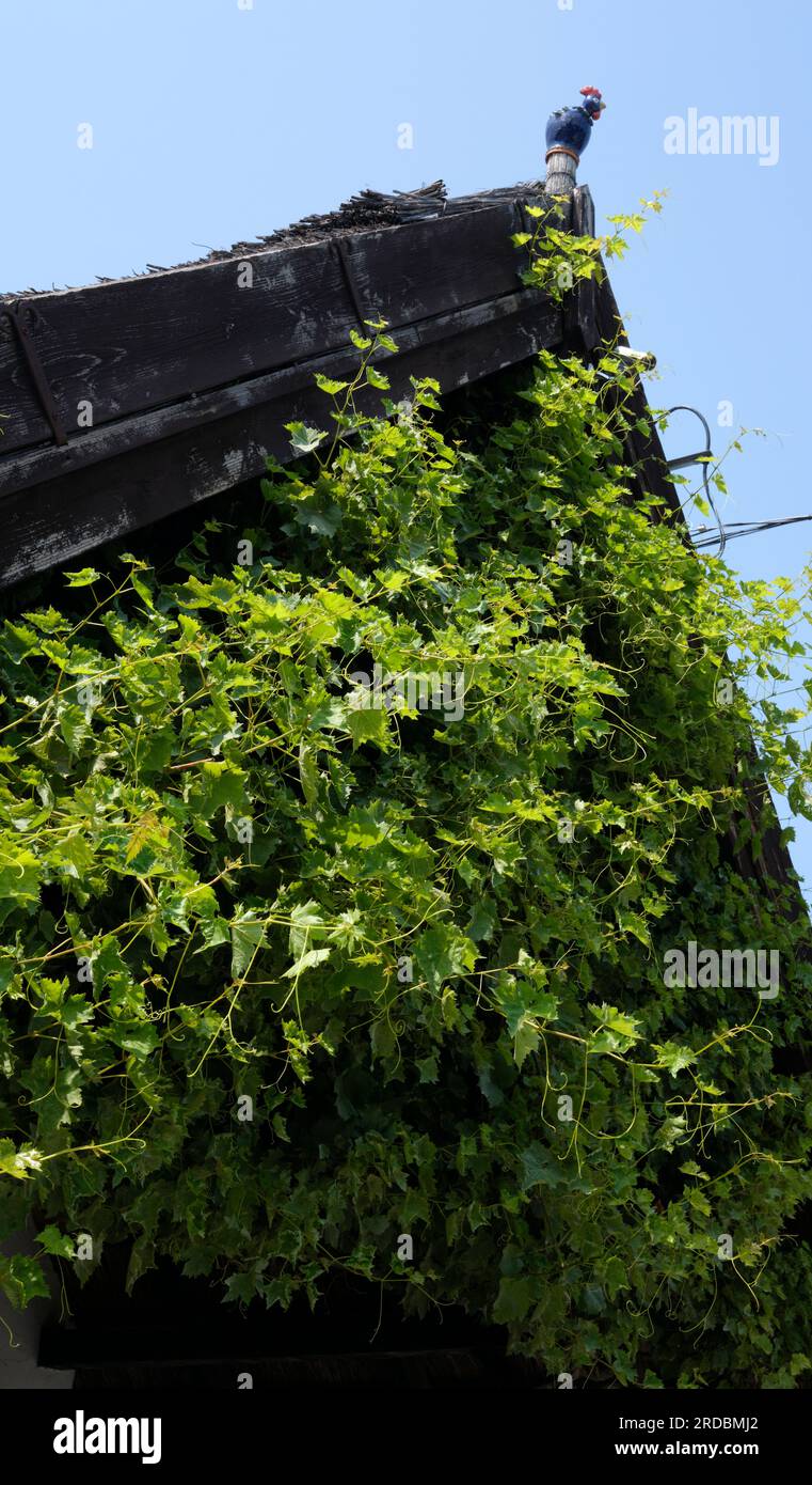 Pretty traditional thatched roof houses Stock Photo - Alamy