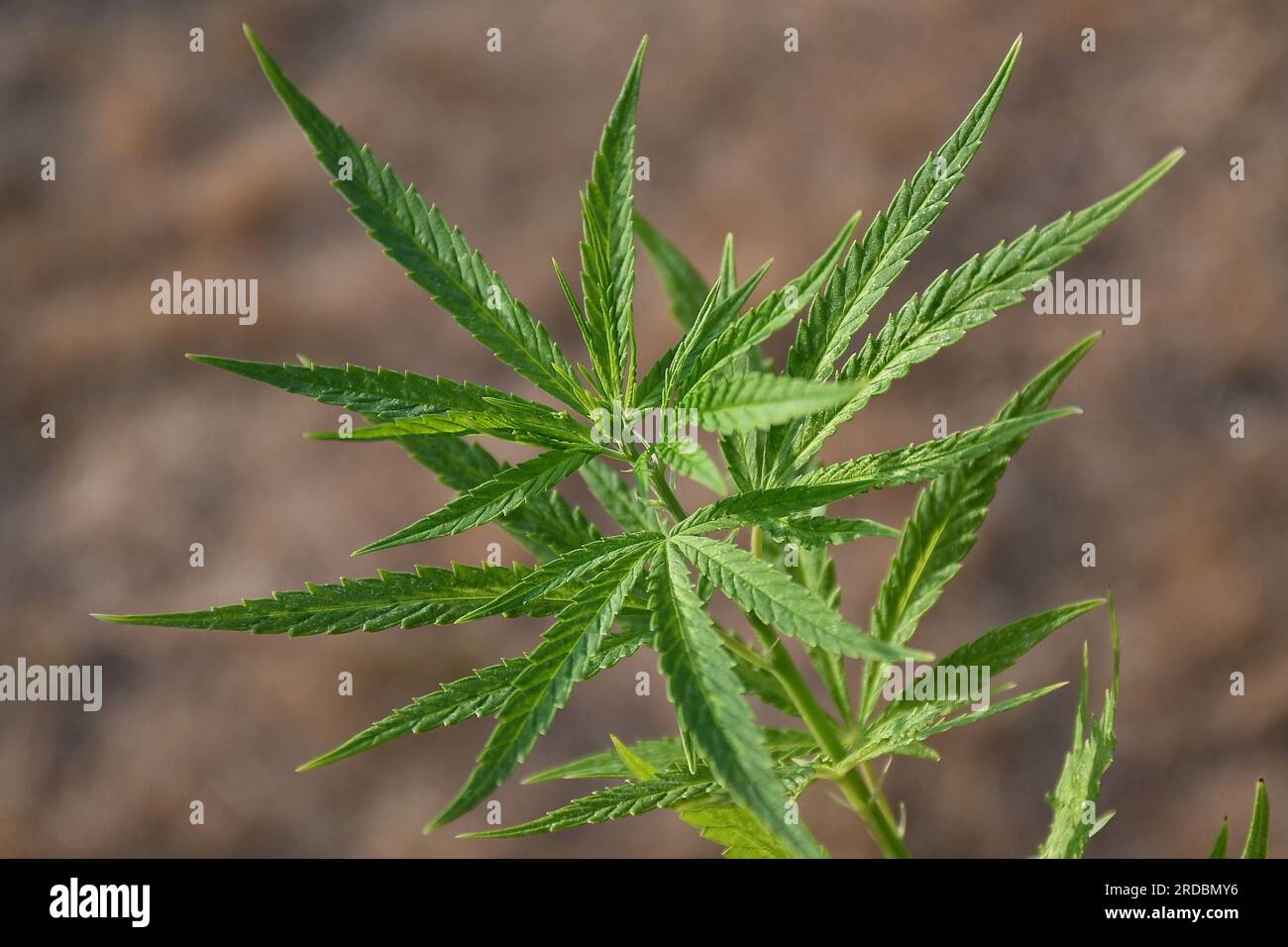 Cannabis sativa, indica, marihuana, hemp, ganja, plant ( (CTK Photo ...