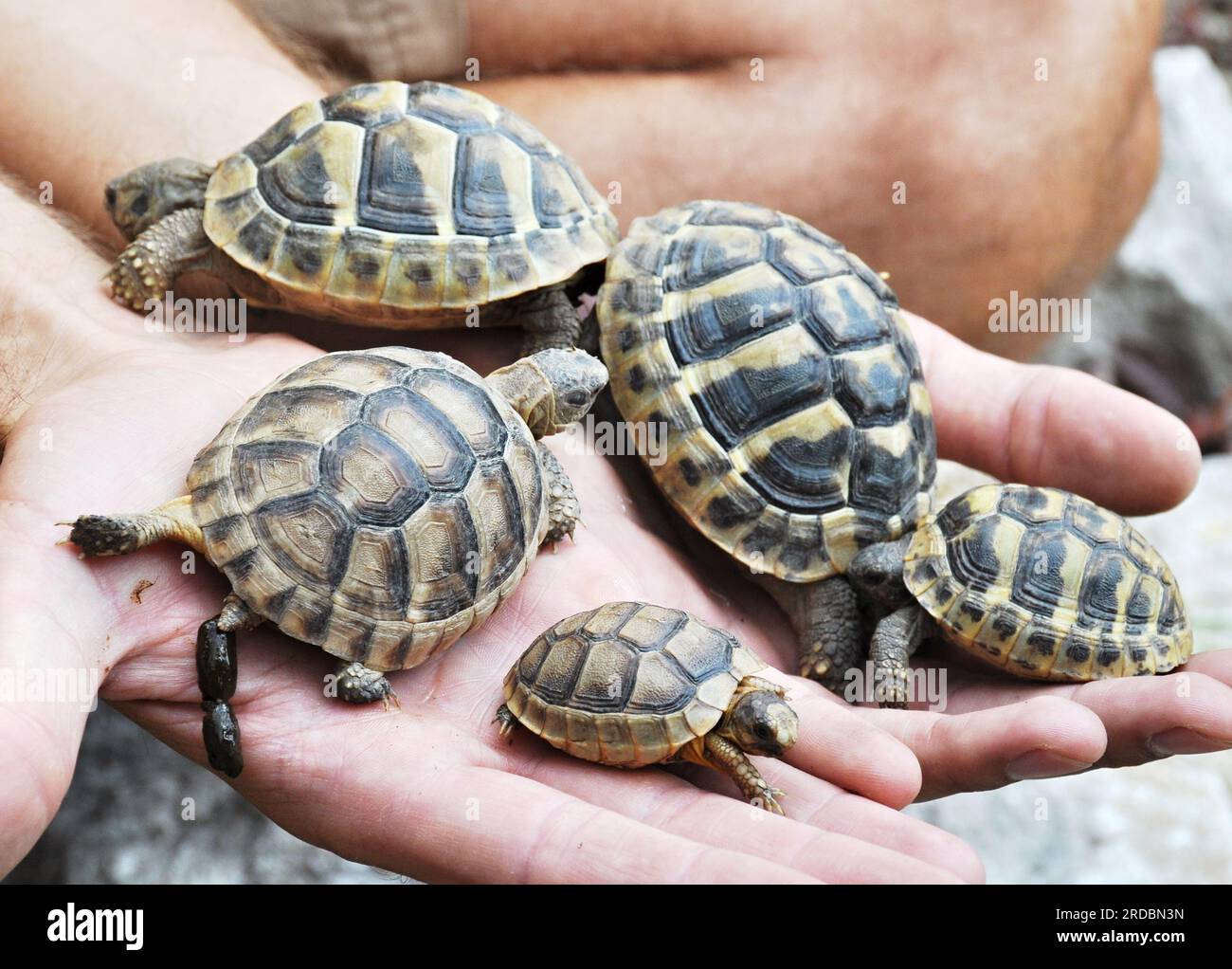 Pilsen, Czech Republic. 20th July, 2023. A nursery with roughly one ...