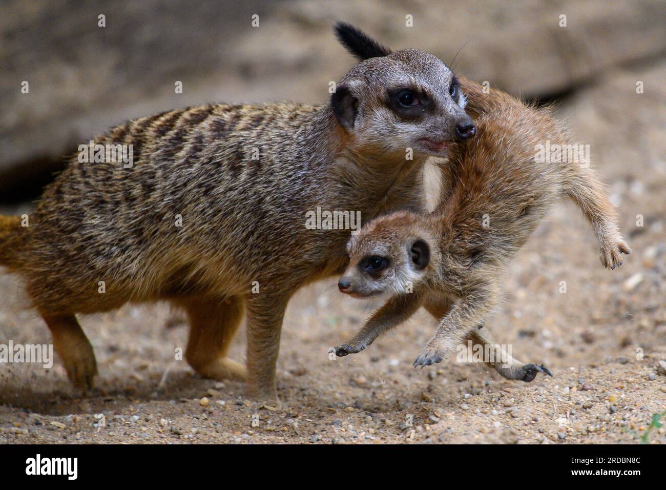 Attack at the burrow hi-res stock photography and images - Alamy