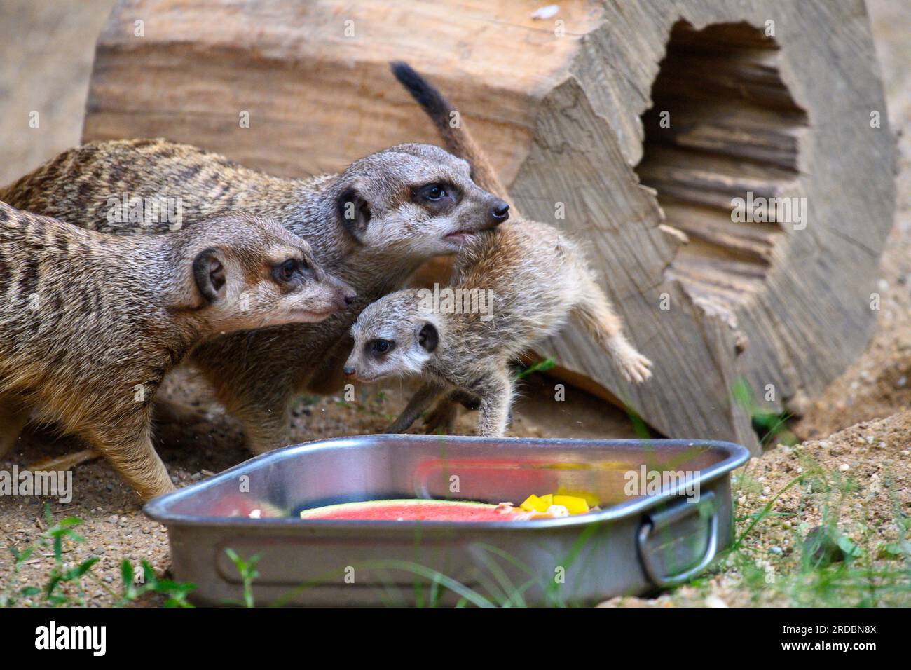 20 July 2023, Saxony-Anhalt, Magdeburg: A meerkat carries its few weeks ...