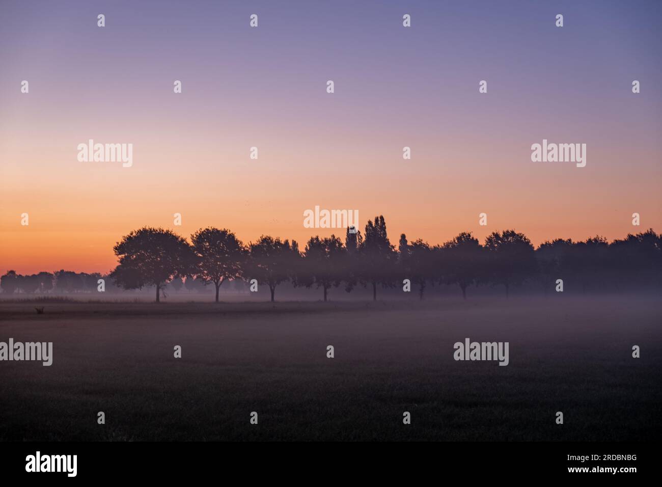 Dreamy sunrise in a foggy landscape with a line of trees in the ...