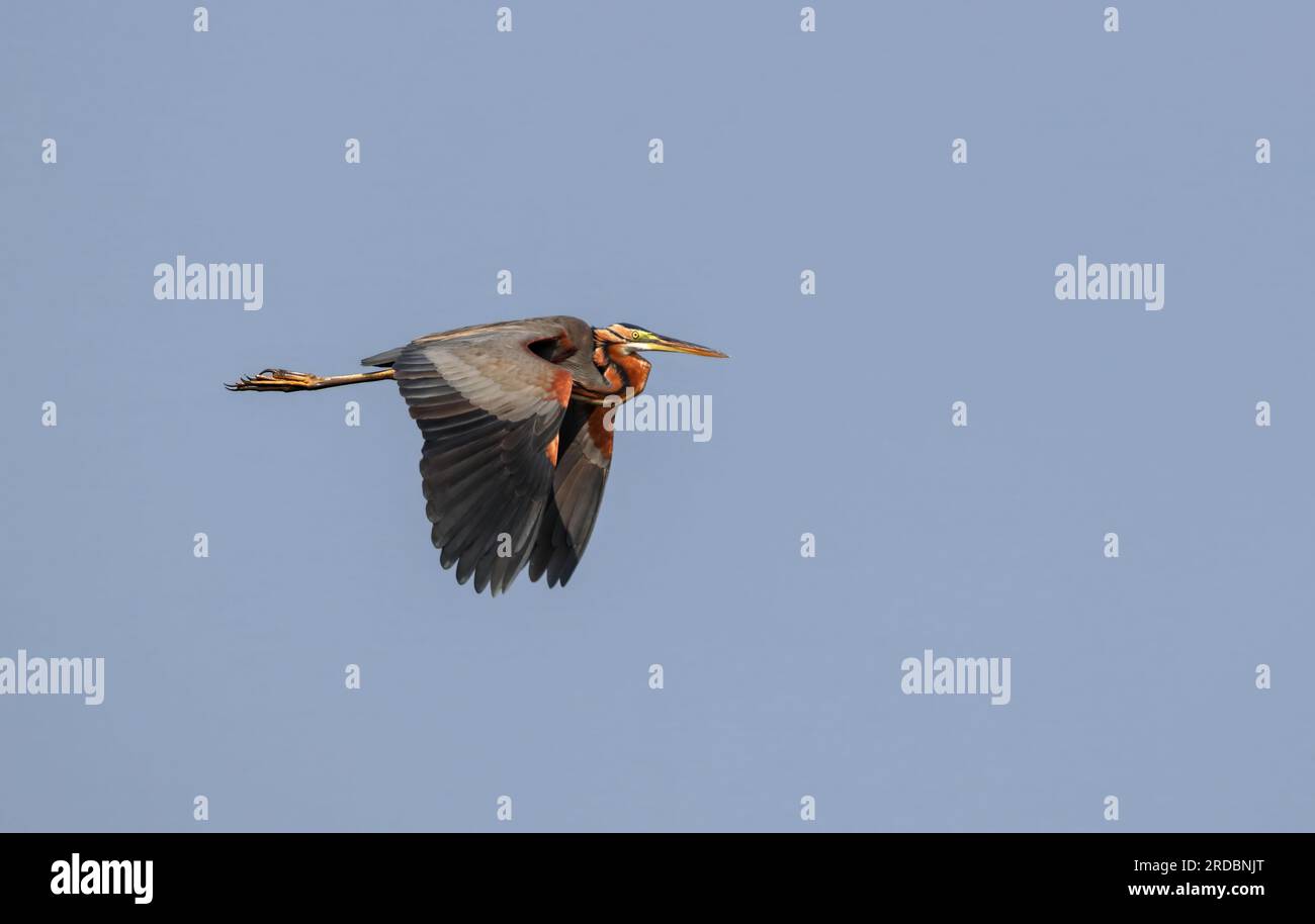 purple heron (Ardea purpurea ) is a wide-ranging species of wading bird ...