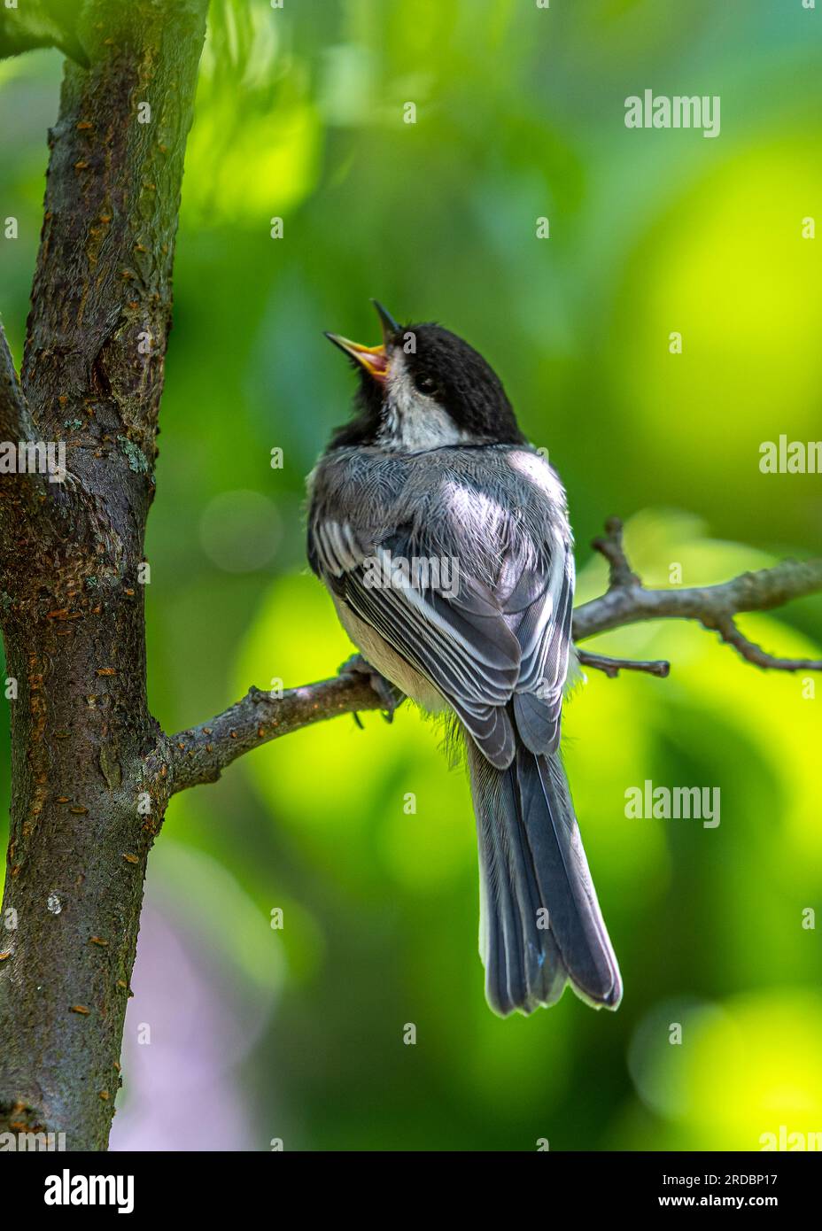 Black-capped Chickadee. They come by sitting on trees, among the leaves ...