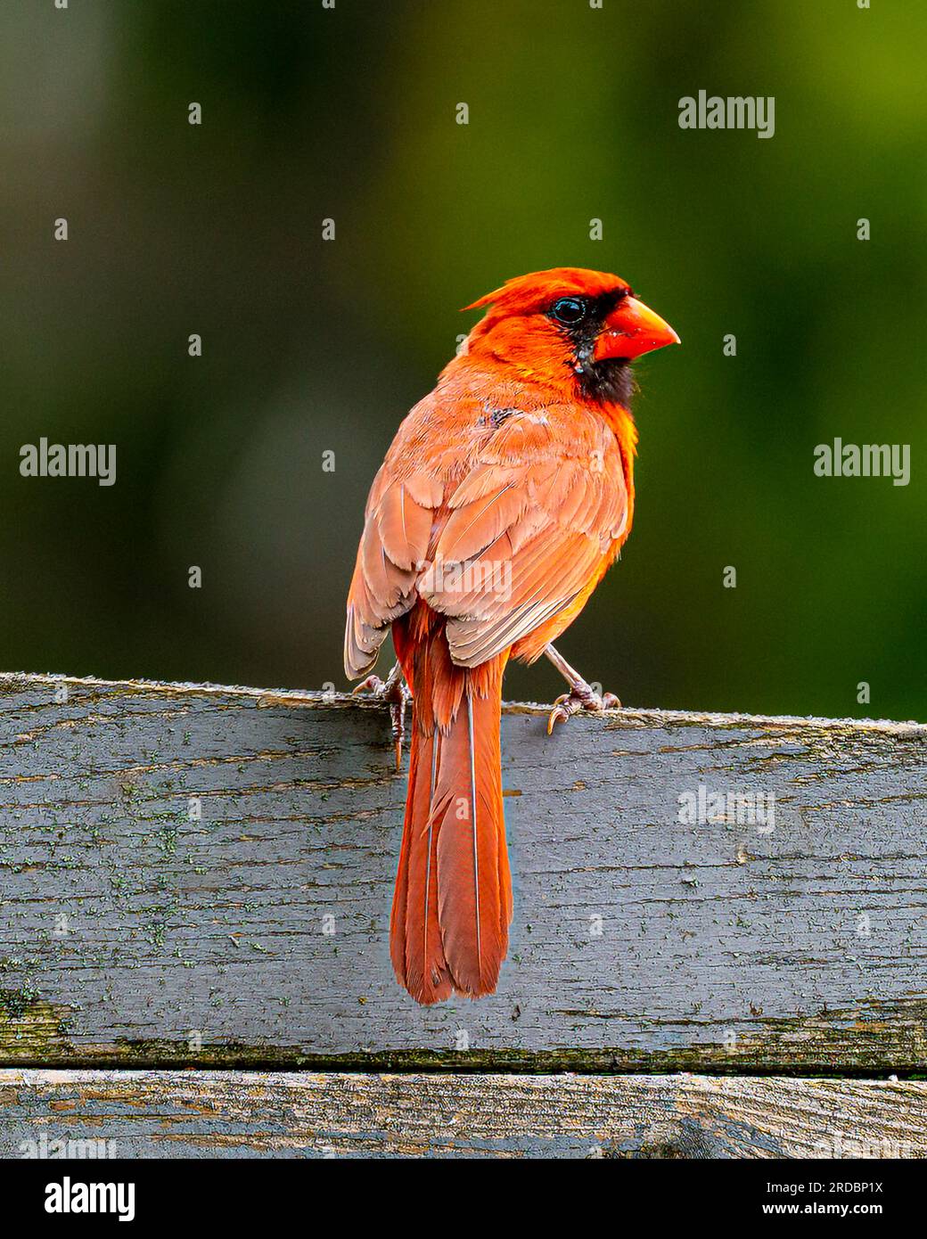A northern cardinal with a long tail, a red body and a very thick beak ...